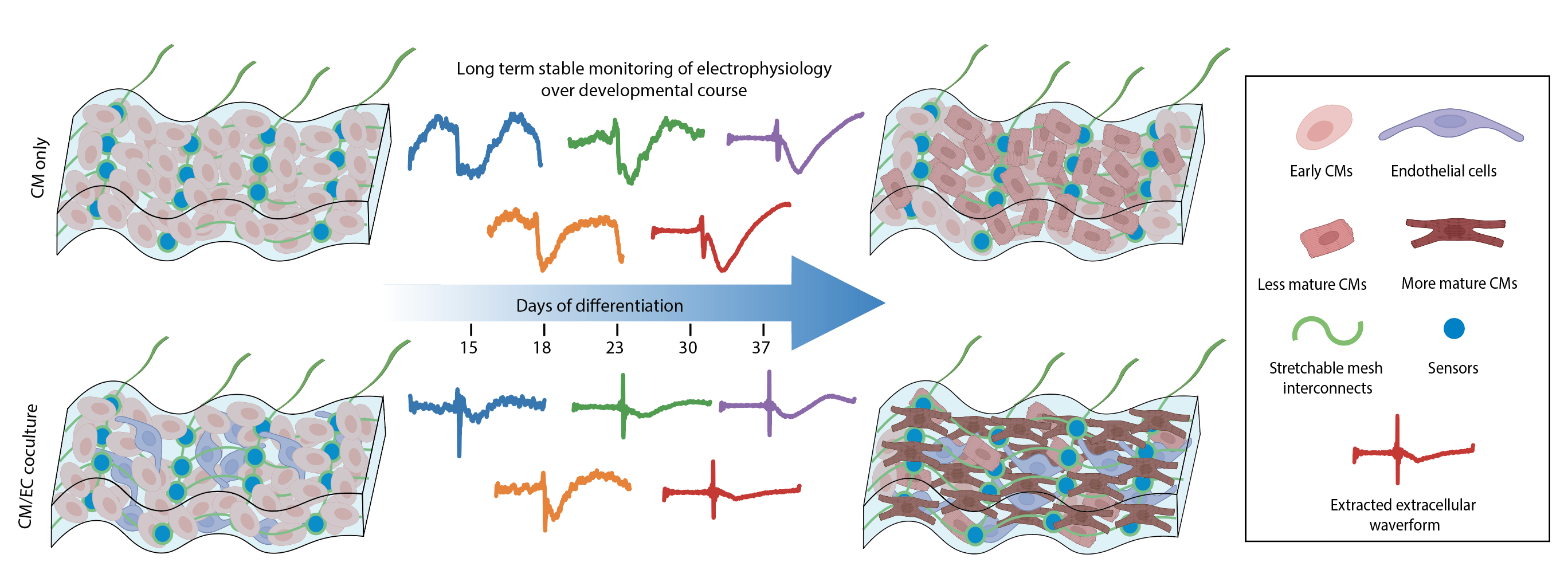 Cyborg technology analyzes the functional maturation of stem-cell ...