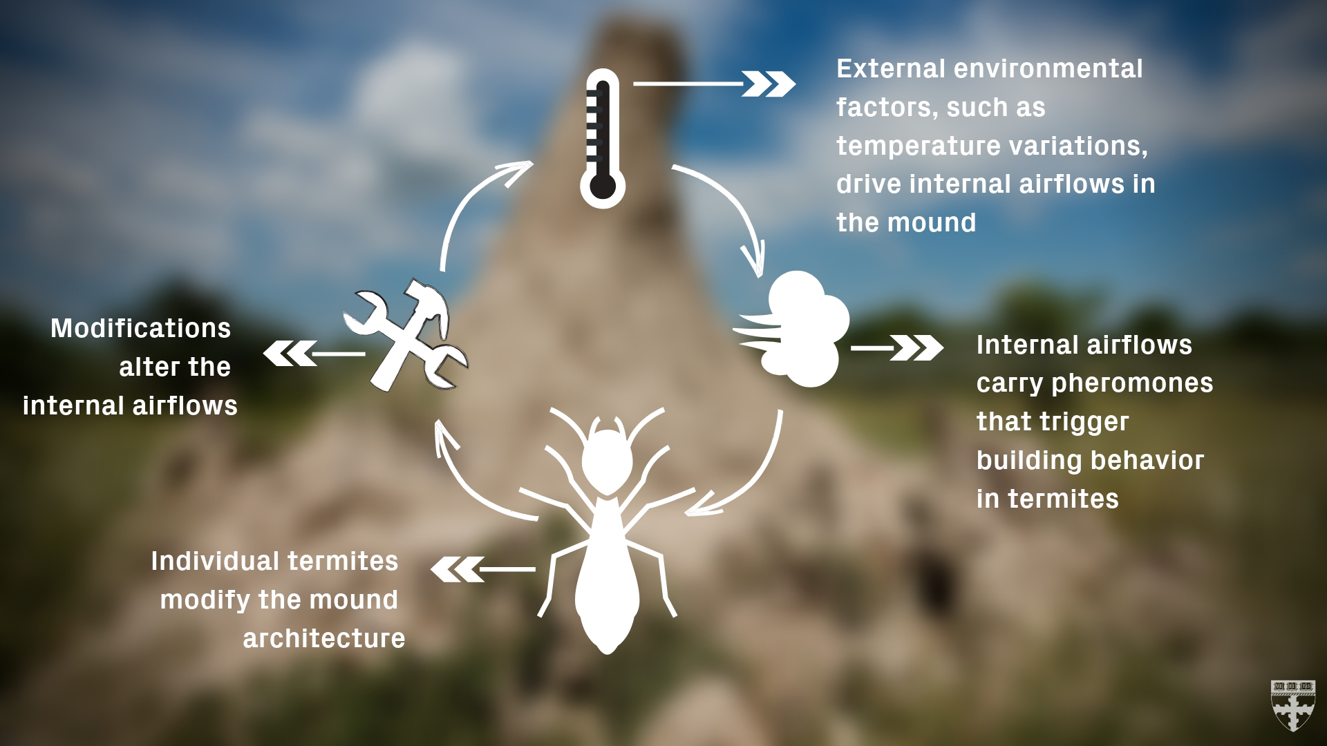How termite mounds get their shape