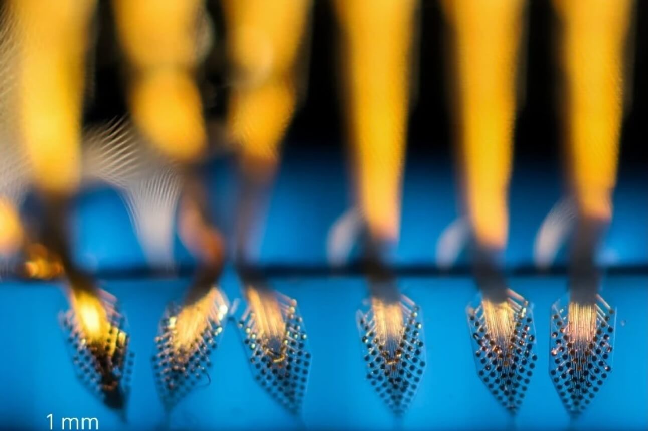 Bioengineering Degrees | Harvard SEAS