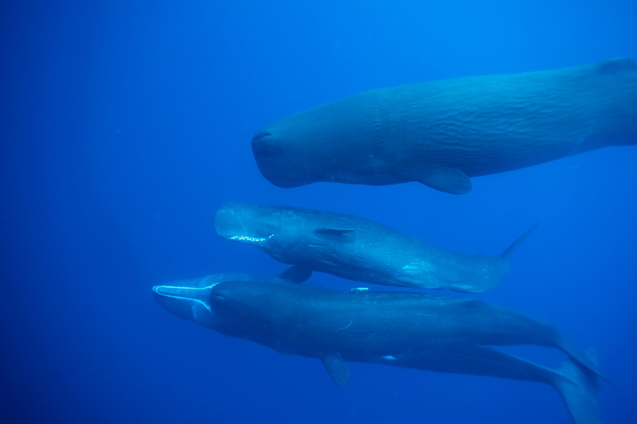 Electrical Engineering Degrees | Harvard SEAS