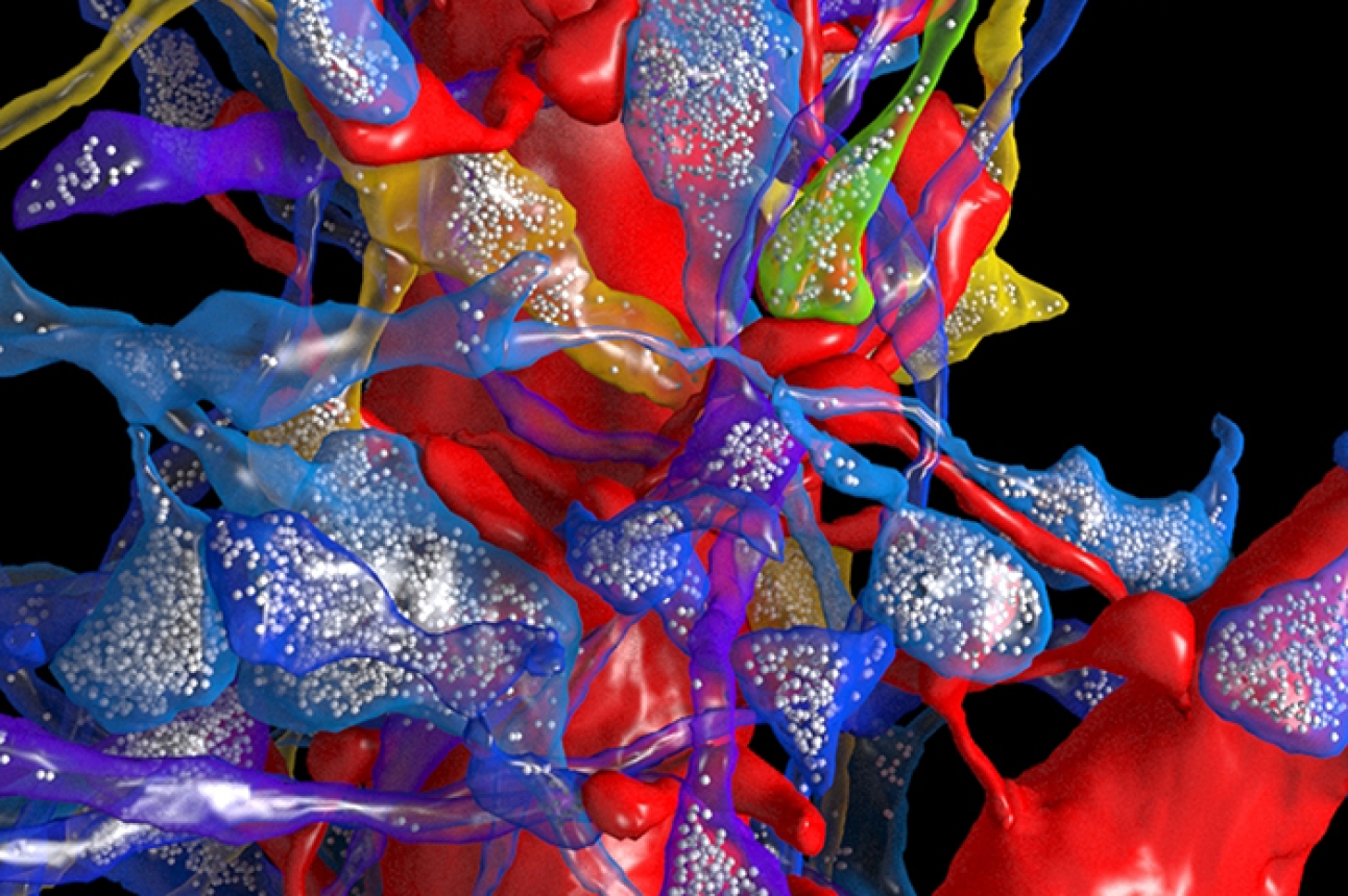 Hanspeter Pfister | Harvard John A. Paulson School of Engineering and Applied Sciences