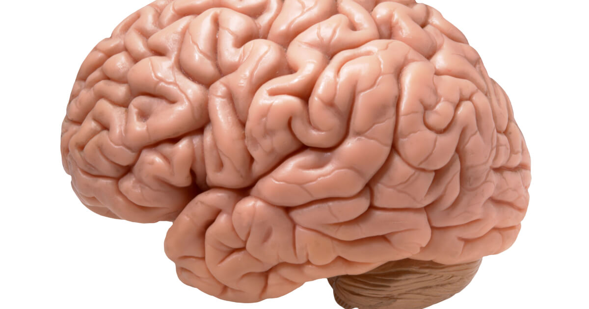 A Curiosity-Driven Journey Toward Understanding Brain Folding